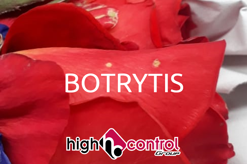 Botrytis - the flower menace - number one rejection and claim reason