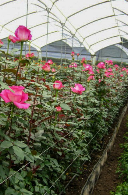 High Control Group - Flower Quality Control and Inspection